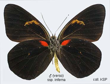 Papua Insects Foundation (Lepidoptera/Pieridae/Pierinae(Delias aruna)